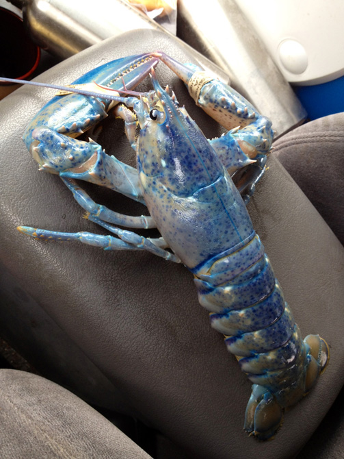 PHOTO: Blue Moon, Blue Lobster