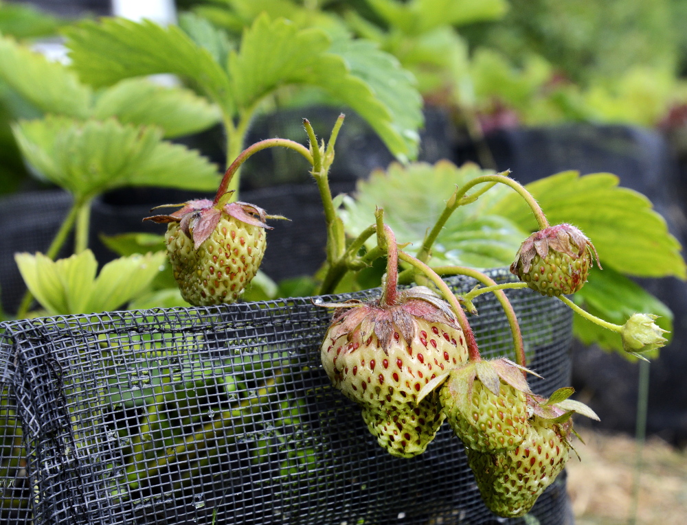 Artist on a mission to revive a strawberry beloved for its taste