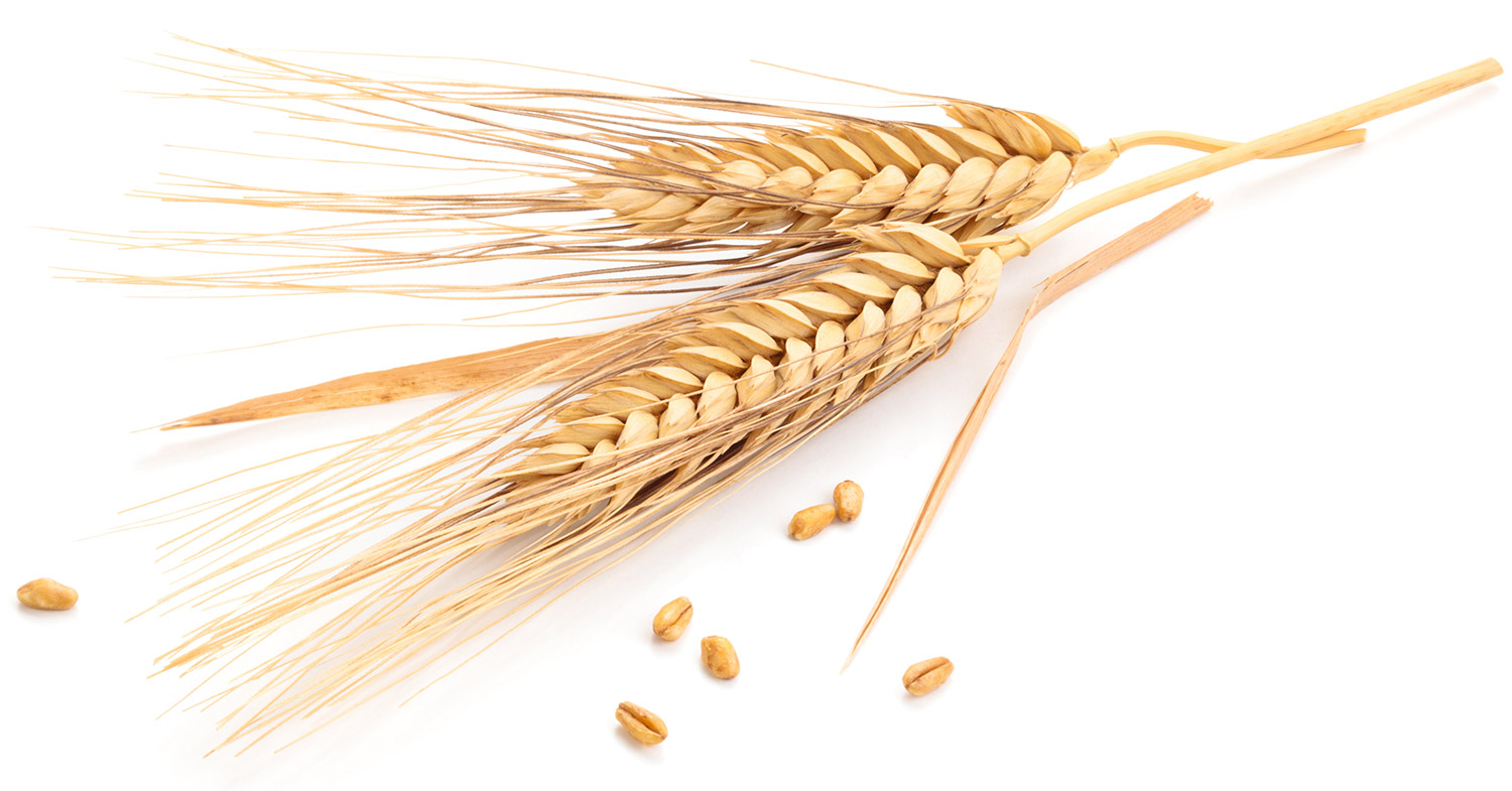 Everything you need to know about GMOs in one easy place