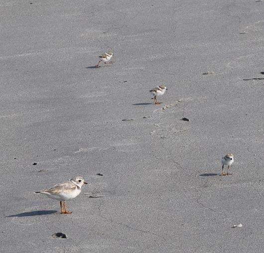 Residents eye better plover management