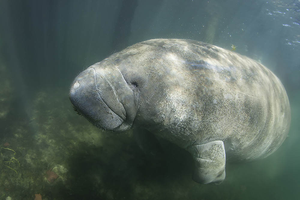 Manatees Cape Verde