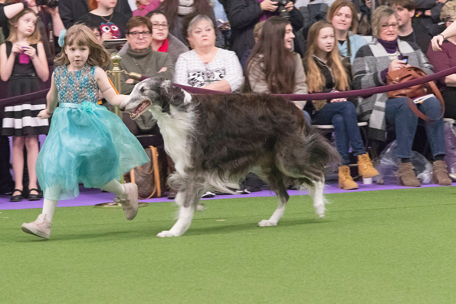 Rumor only 2nd German shepherd to ever win Best in Show at Westminster