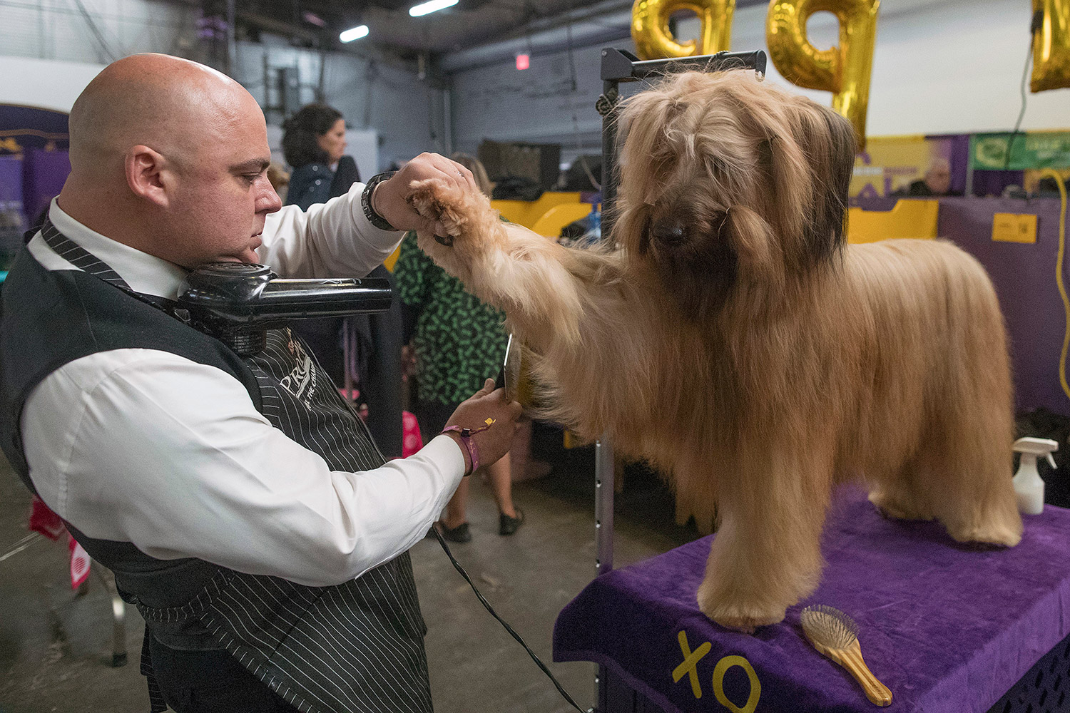 Rumor only 2nd German shepherd to ever win Best in Show at Westminster