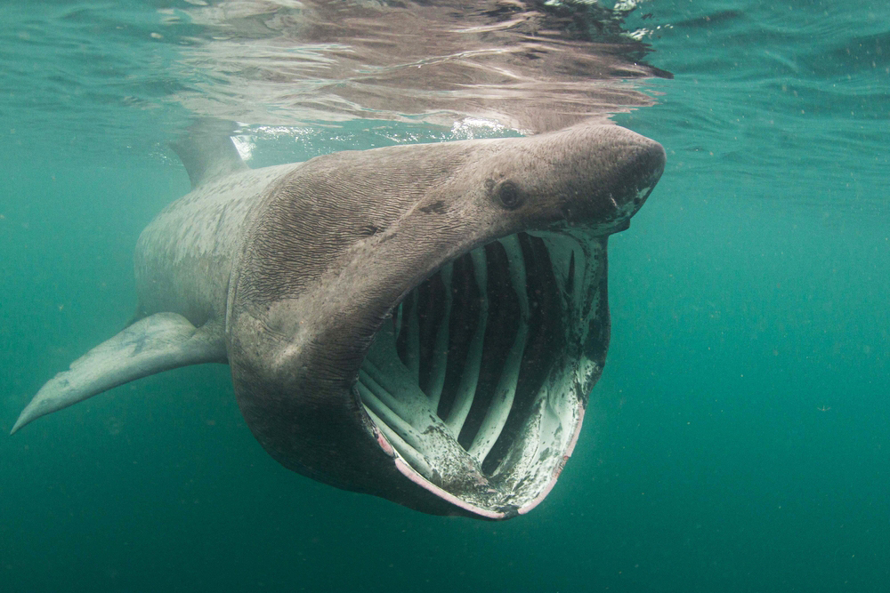 Abnormally large basking shark groups seen off Northeast coast