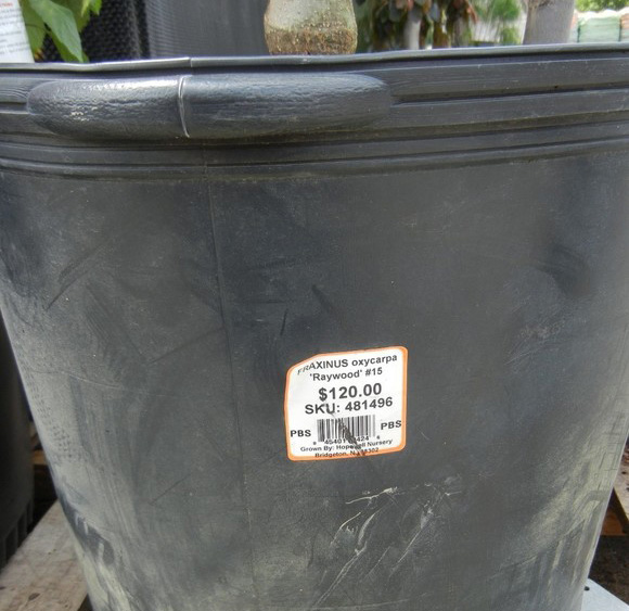 Ash tree container Photo courtesy of the Maine Department of ...