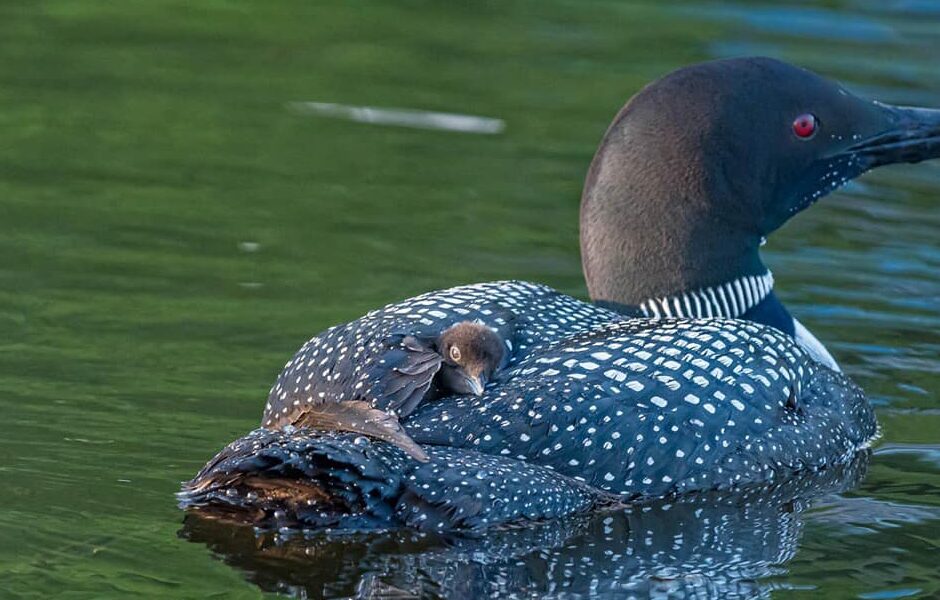 Baby Loon