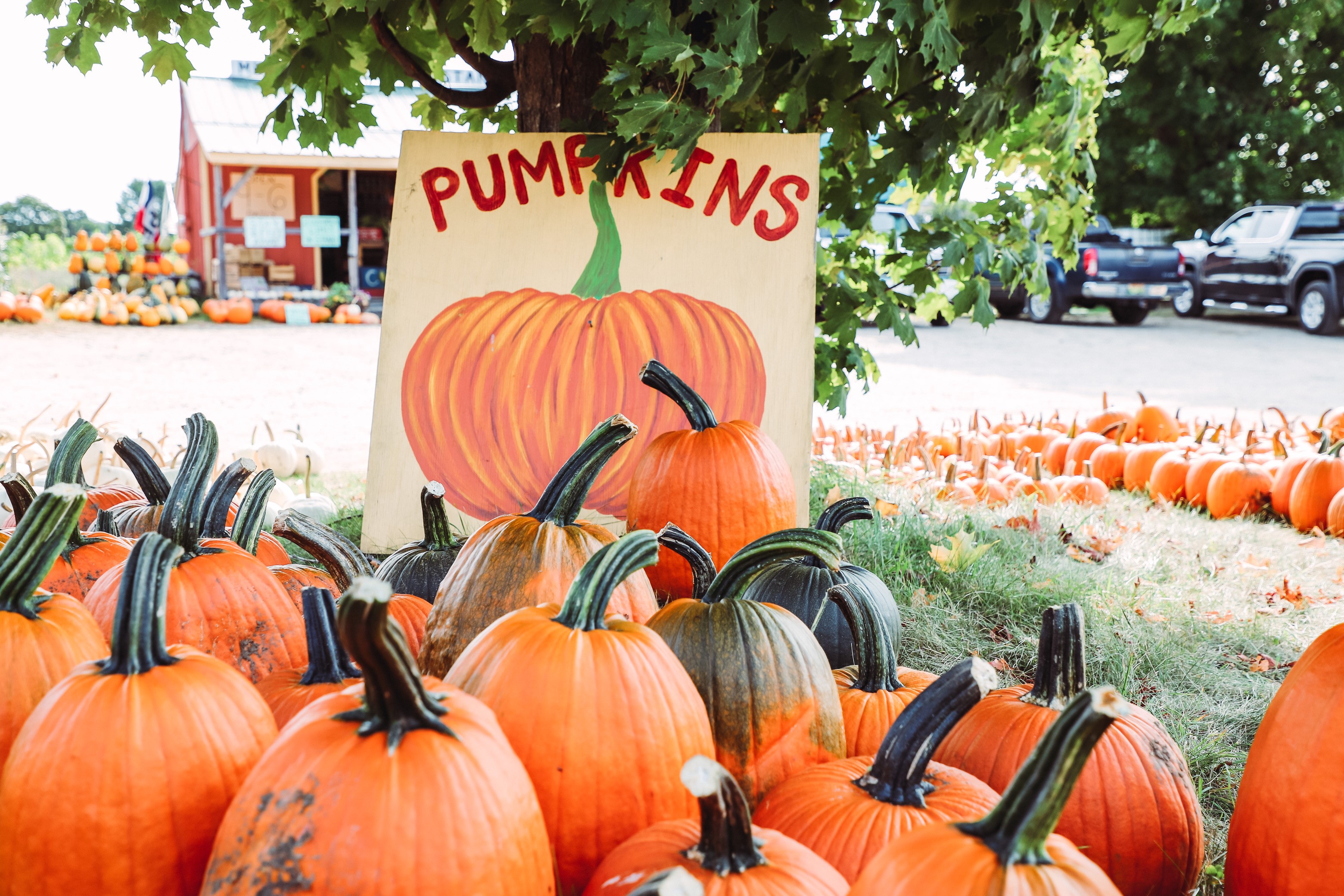 Enjoy a Real Maine harvest time this fall