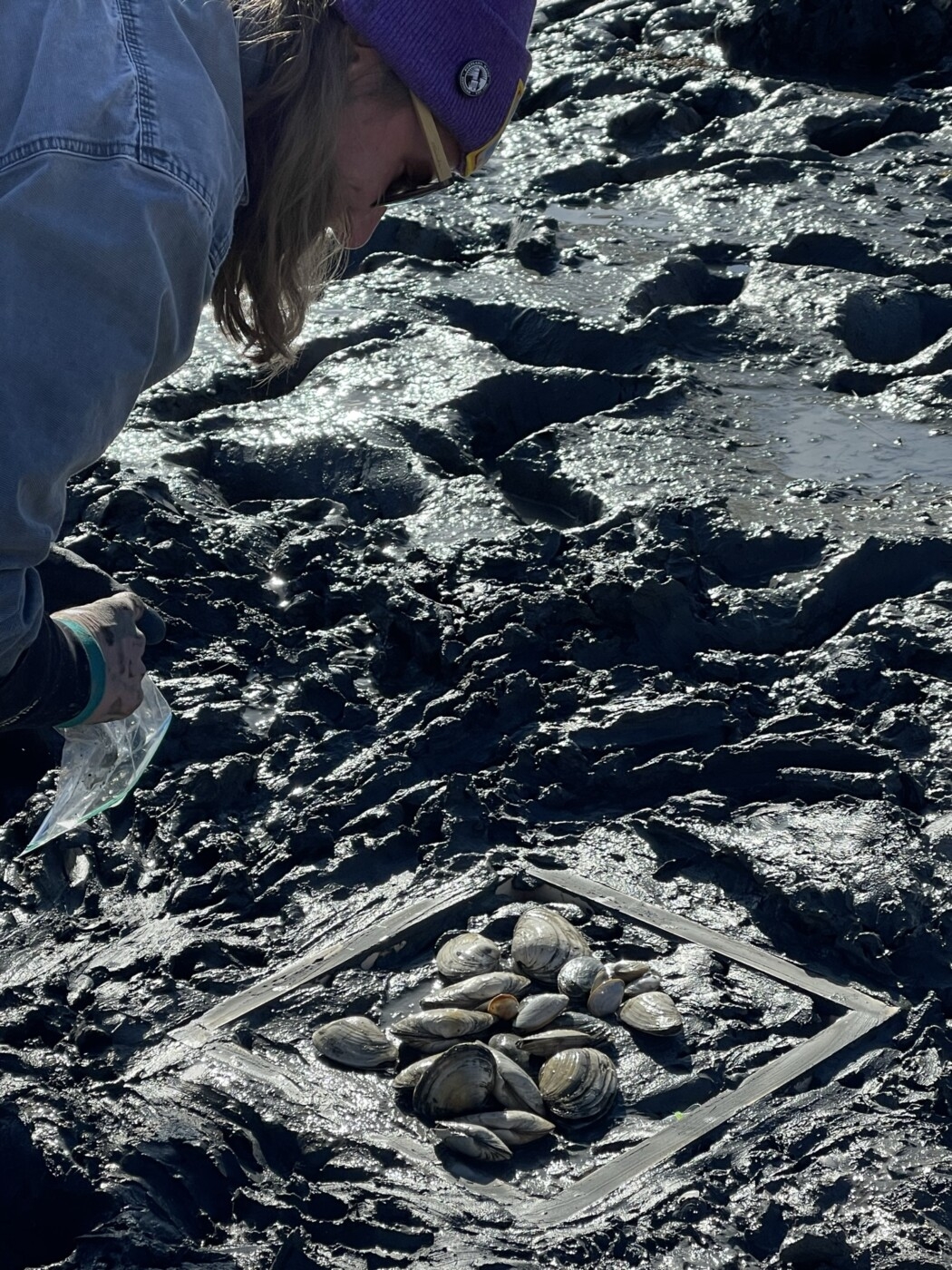 Intertidal: Maine works to learn more about and protect soft-shell clams